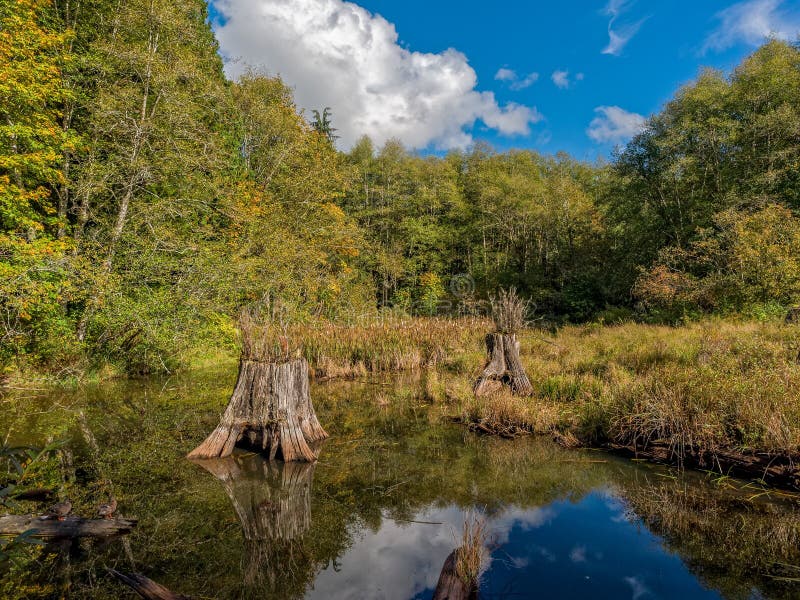 Pond on a Fall Day stock photo. Image of jungle, tree - 91525130
