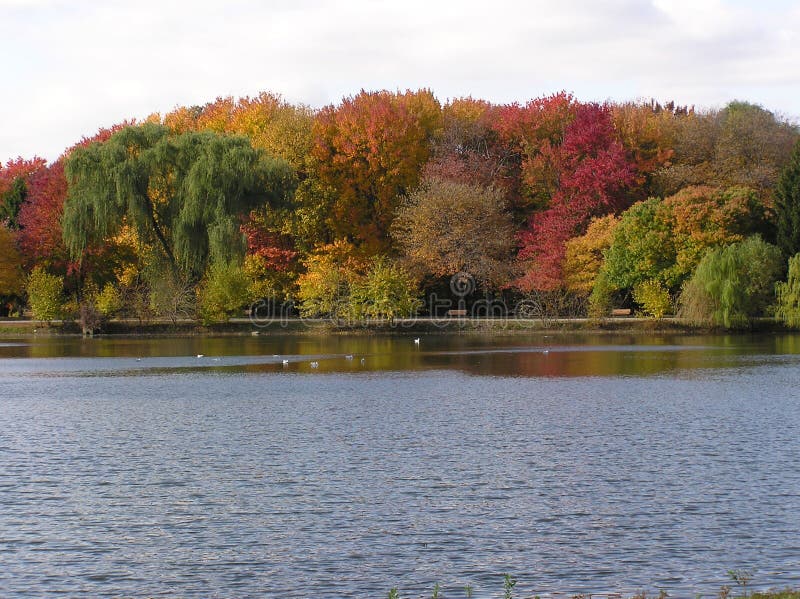 Pond and Fall Foliage stock photo. Image of leaves, nature - 11436704