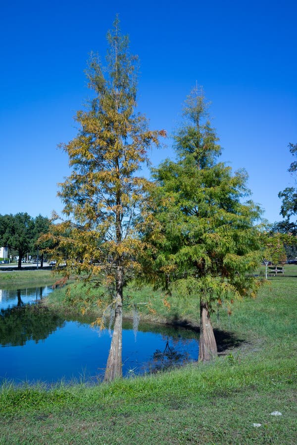 Pond and fall tree stock photo. Image of grass, lake - 165963522