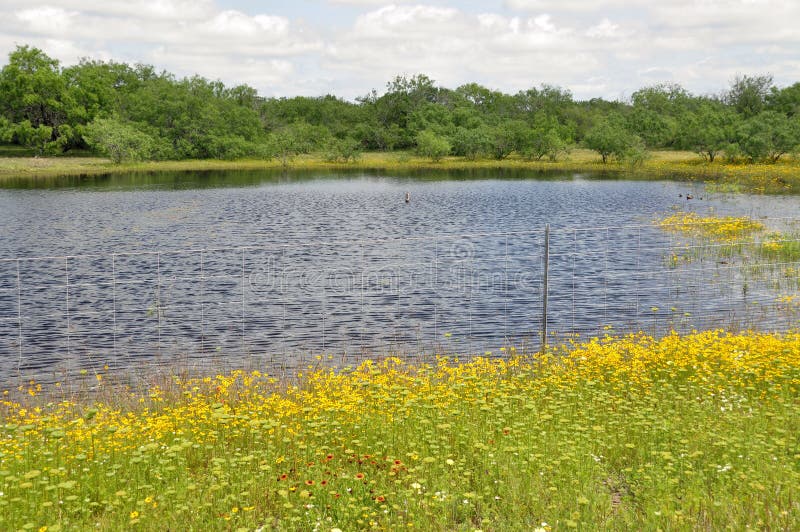 Pond in a field stock image. Image of ranch, mesquite - 14326927