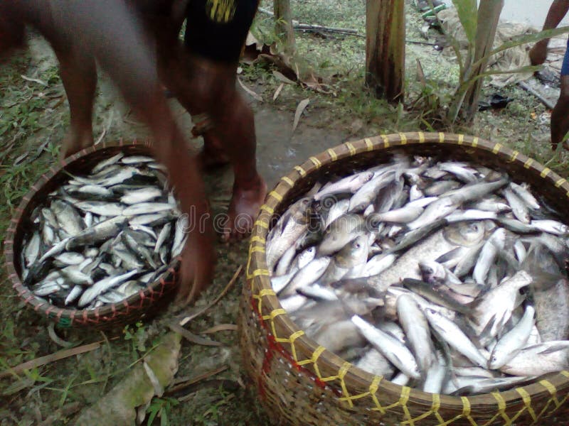 Fishes stock image. Image of pond, bangladesh, fishes - 112894577