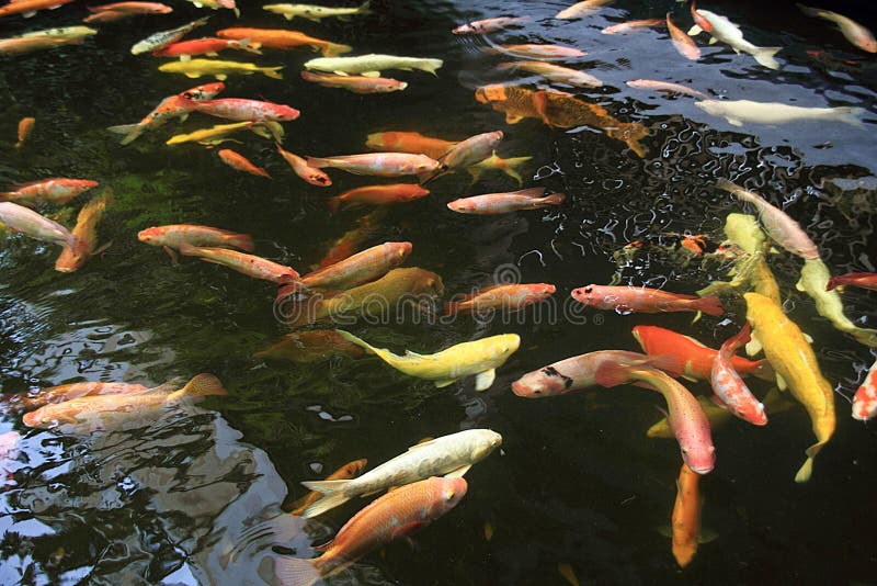 Pond fish stock photo. Image of fins, cultivated, scales - 35883276