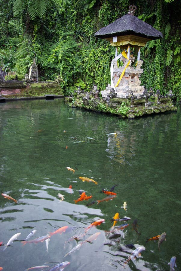 Pond and Fish in a Temple in Bali Stock Photo - Image of fish ...