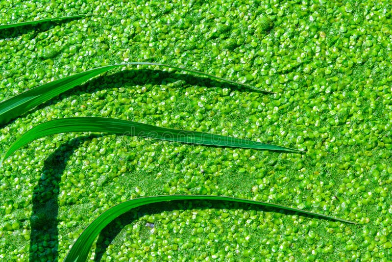 A Pond with Floating Algae Duckweed and Reeds with Leaves Lying on the ...