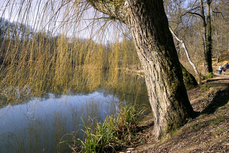 Pond in the forest stock image. Image of outdoor, beautiful - 21370025