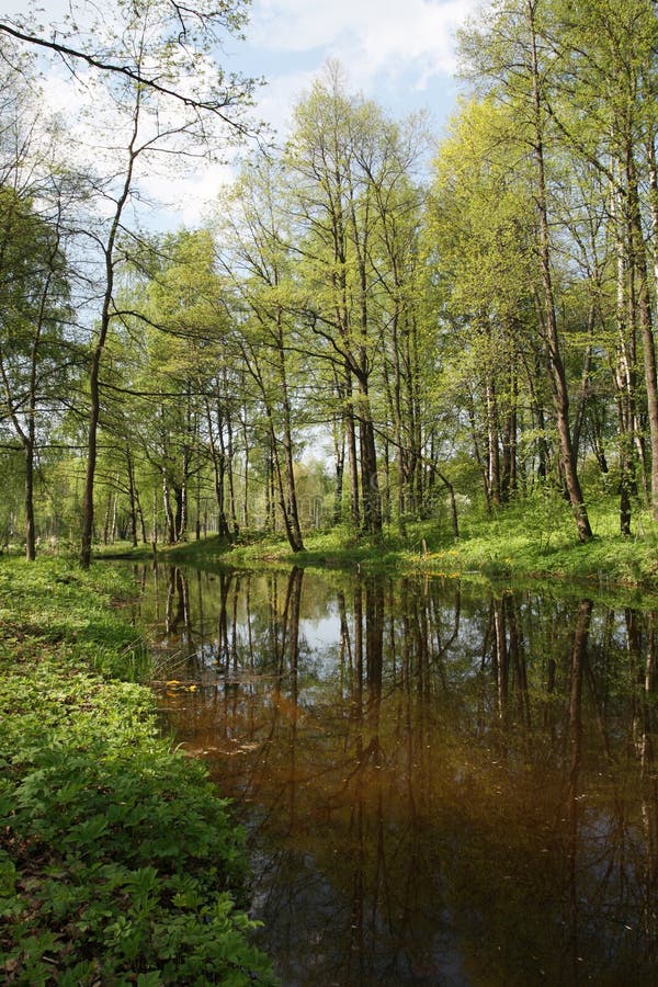 Forest lake stock photo. Image of pond, leafless, forest - 5310556