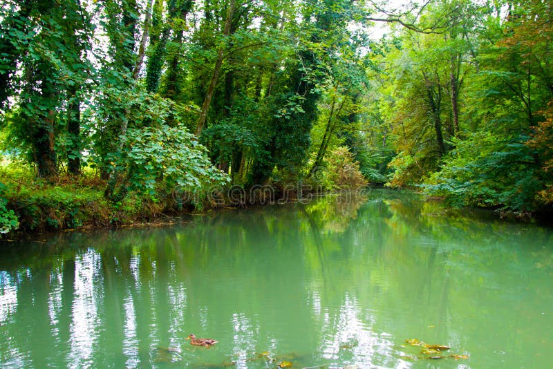 Pond in a forest stock image. Image of beaver, landscape - 29485027