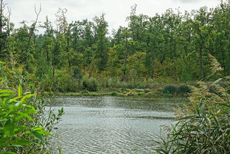 Pond in the Forest among Bushes Stock Photo - Image of green, bushes ...