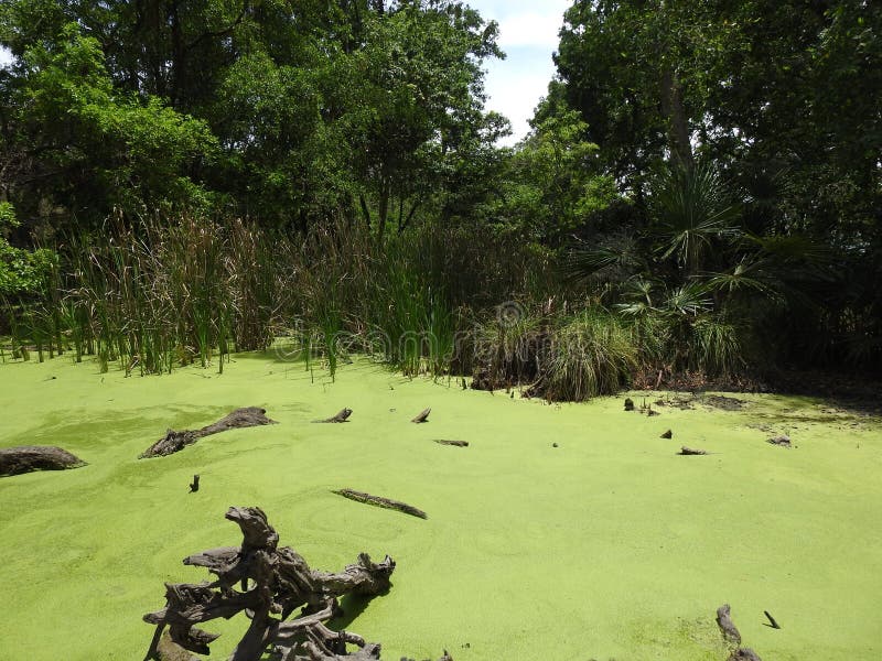 The Pond in the Forest of Taman Nasional Baluran, Banyuwangi, East Java ...