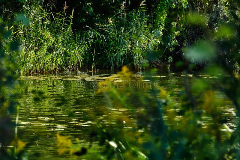Pond in the Forest with Grass and Mud Stock Photo - Image of places ...