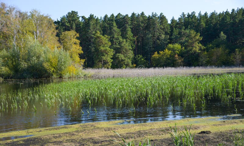 Pond in the Forest in Late Summer Stock Photo - Image of water, pond ...