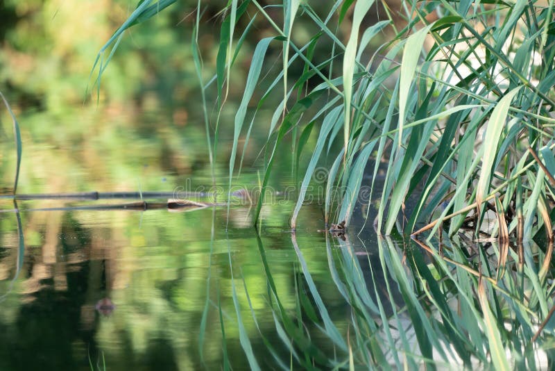 A Pond into the Forest. Natural Green Composition Stock Image - Image ...