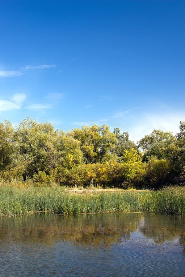 Pond in the Forest with Reeds Stock Photo - Image of cloud, scenic ...