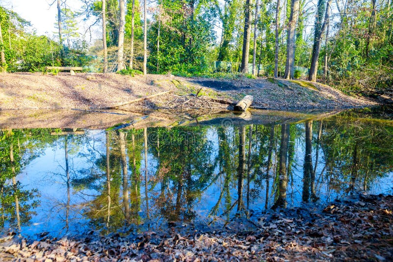 Pond in the Forest, Reflection of Trees in Water. Stock Image - Image ...