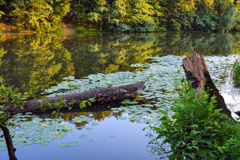 Pond stock image. Image of nature, afternoon, beauty - 77748767