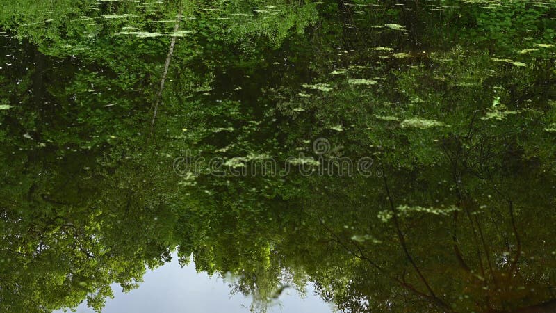 A Pond in the Forest, Reflections in the Water. Panorama Motion Camera ...