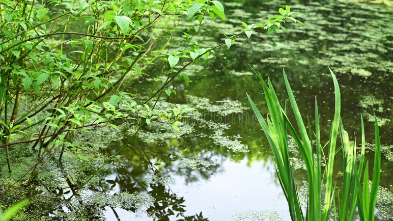 A Pond in the Forest, Reflections in the Water. Panorama Motion Camera ...