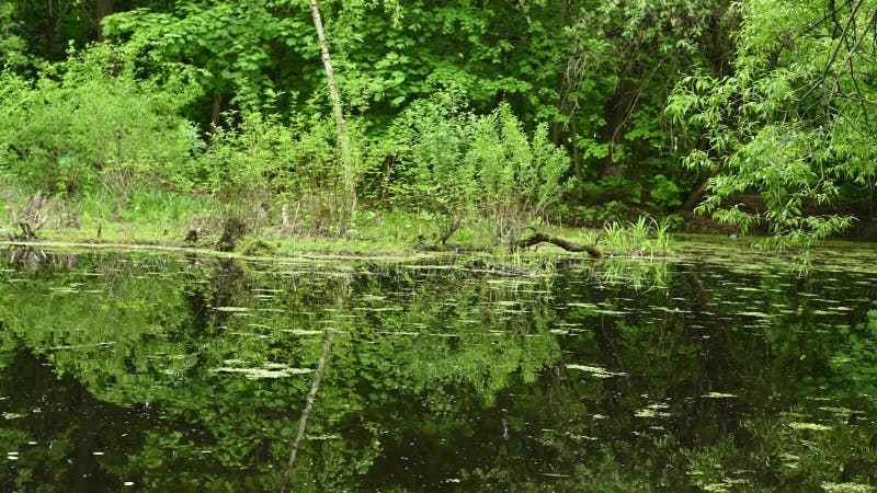 A Pond in the Forest, Reflections in the Water. Panorama Motion Camera ...