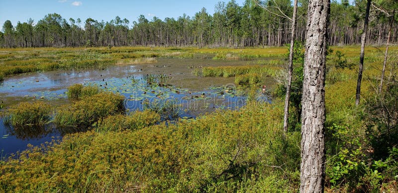 Pond Forest Reservation Area Stock Image - Image of pond, forest: 146089655