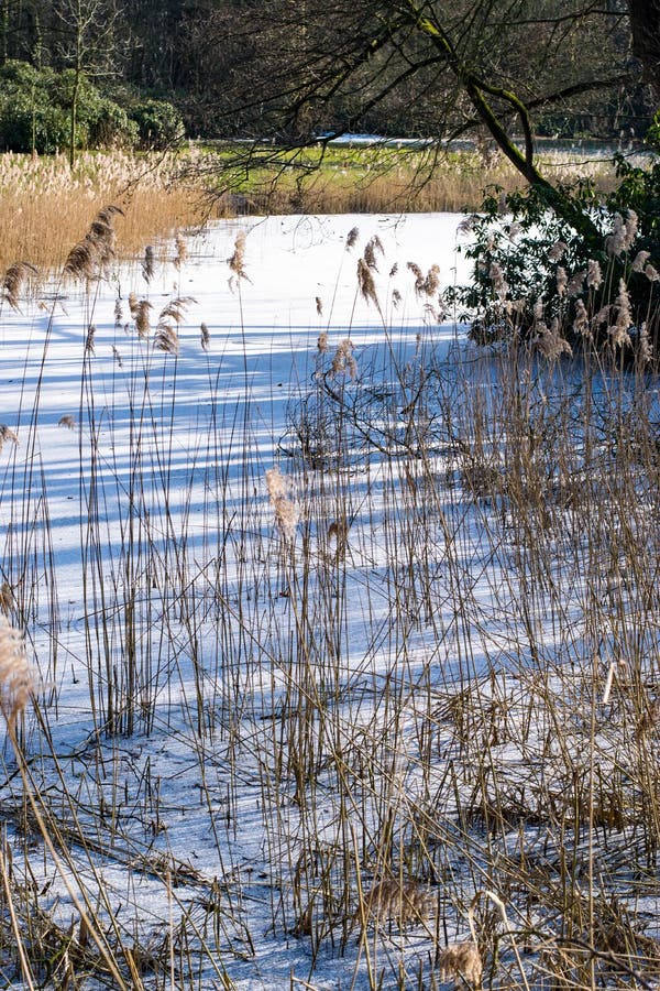 A Thin Layer of Ice with Snow on the Pond in the Forest. Stock Image ...
