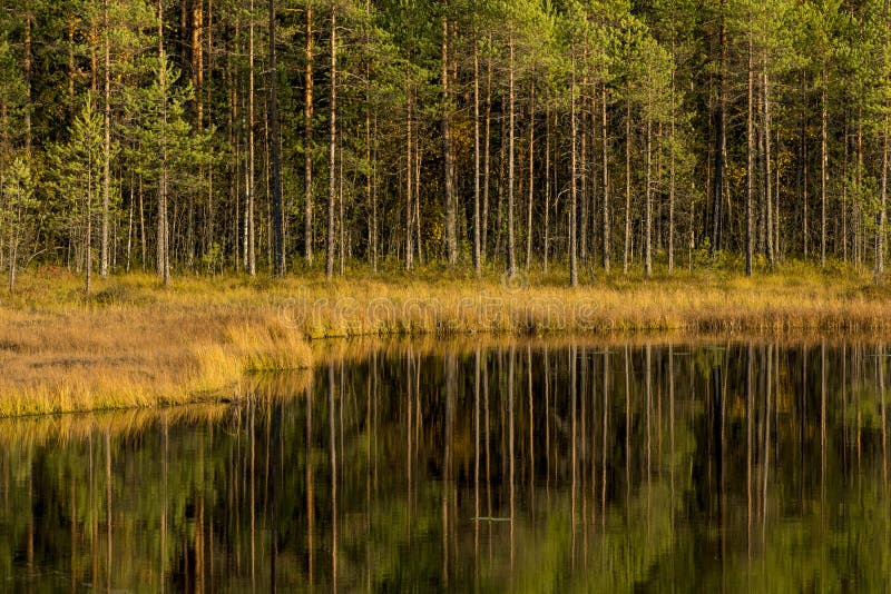 Pond in forest stock photo. Image of coniferous, calm - 45492682