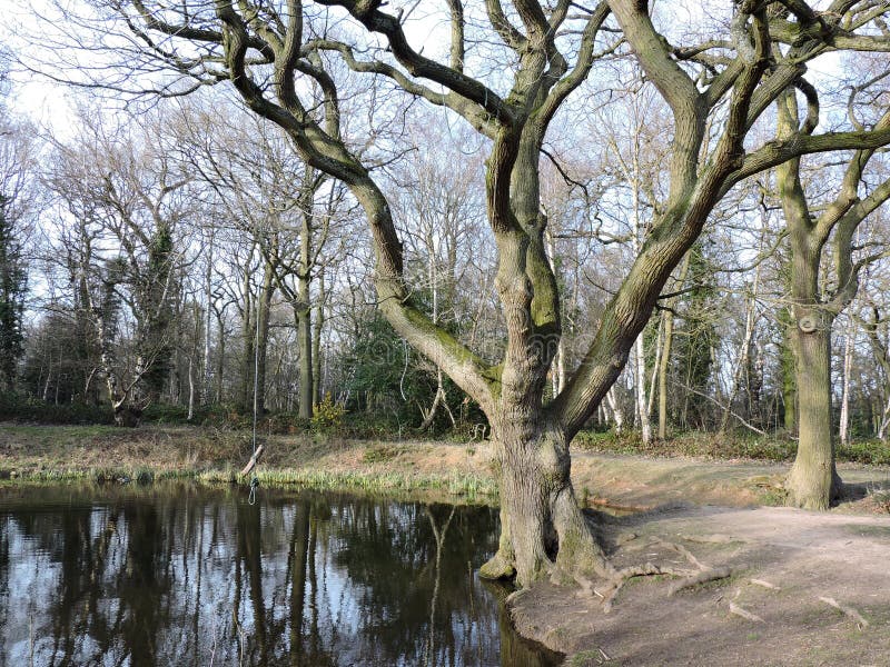 Pond with Forest Trees and Reflection Stock Photo - Image of ducks ...