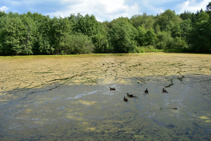 Pond in the Forest. Wild Ducks in Search of Water on the Pond. Dense ...
