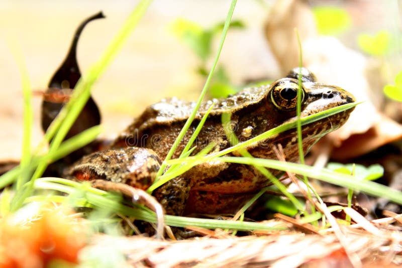 Pond Frog stock photo. Image of frog, ribbit, pond, froggie - 54324840