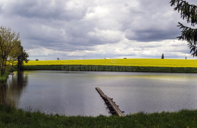 Pond in Front of a Blooming Field Stock Image - Image of nature ...