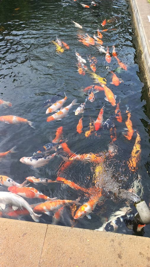 Pond Full of Colorful Goldfish Stock Photo - Image of food, reflection ...