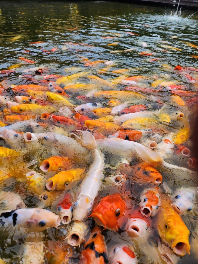 A Pond Full of Colorful Koi Fish Stock Image - Image of fish, pond ...