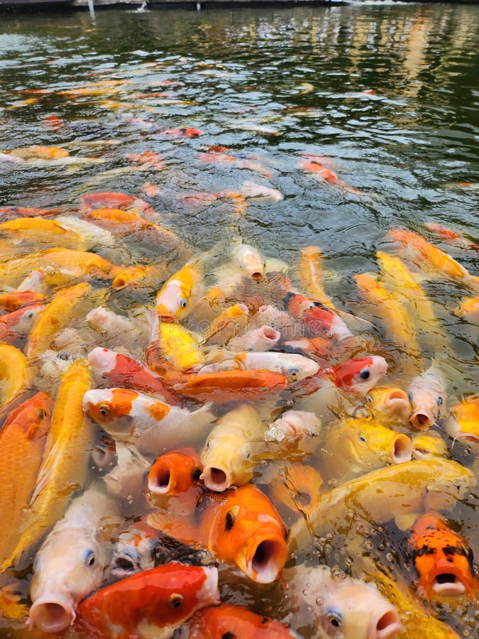 A Pond Full of Colorful Koi Fish Stock Image - Image of fish, full ...