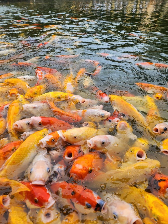 A Pond Full of Colorful Koi Fish Stock Photo - Image of colorful, full ...