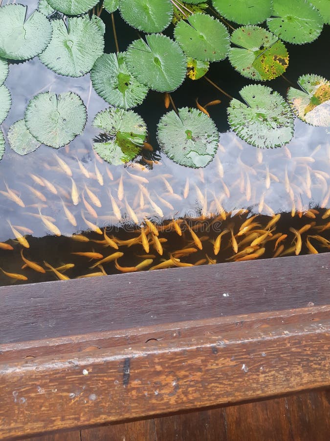 A pond full of gold fish stock image. Image of pond - 263062745
