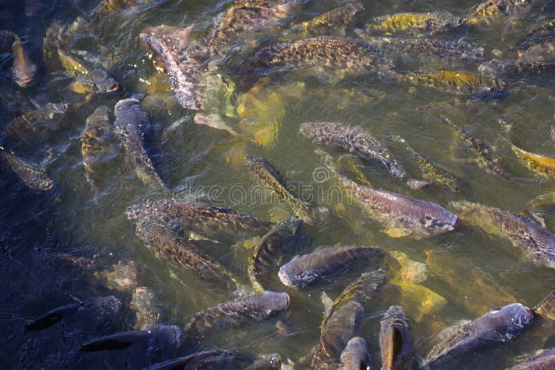 Swarming fish stock photo. Image of fishery, outdoor - 153645238