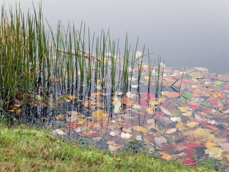 Pond Grass stock photo. Image of water, autumn, pond, grass - 1425800