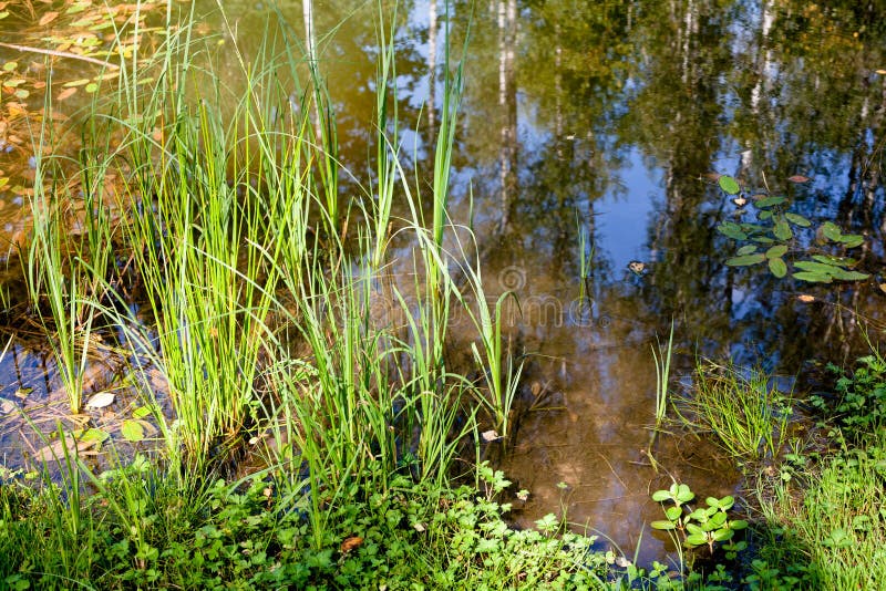 Pond and grass stock image. Image of reflection, evergreen - 33164015