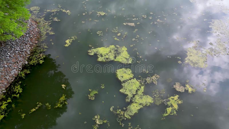 A Pond with Green Algae Floating on the Surface Stock Video - Video of ...