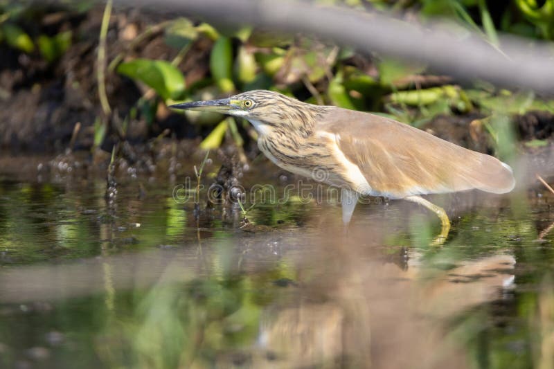 Pond Heron Hunting in the River Nile Stock Photo - Image of natural ...