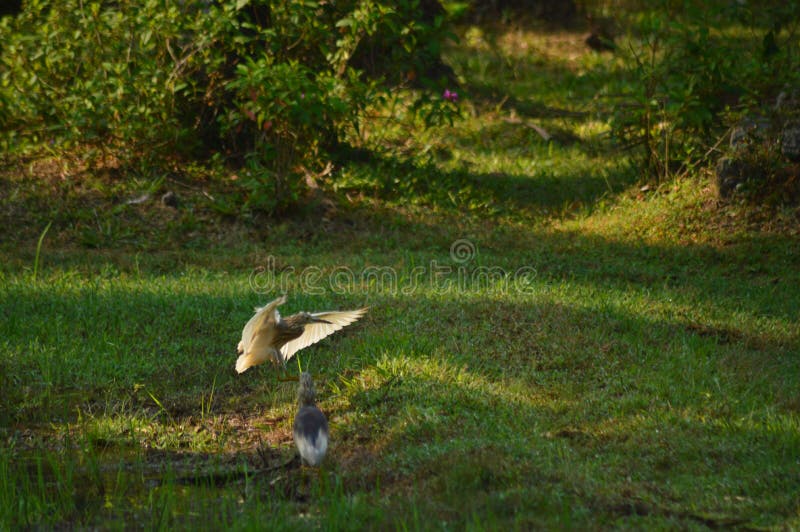 Pond heron or paddy bird stock image. Image of heron - 182585893