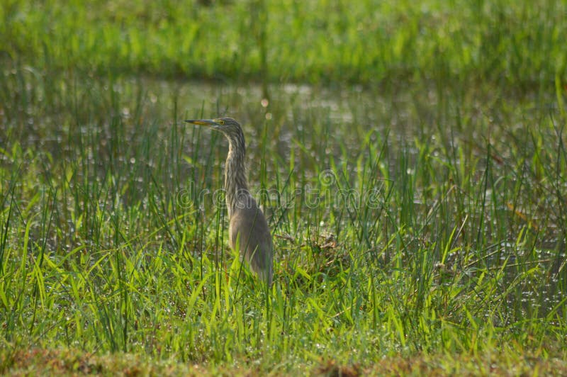 Pond heron or paddy bird stock image. Image of green - 180477951