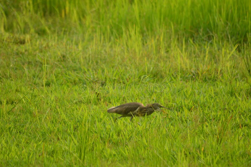 Pond heron or paddy bird stock photo. Image of field - 183224062