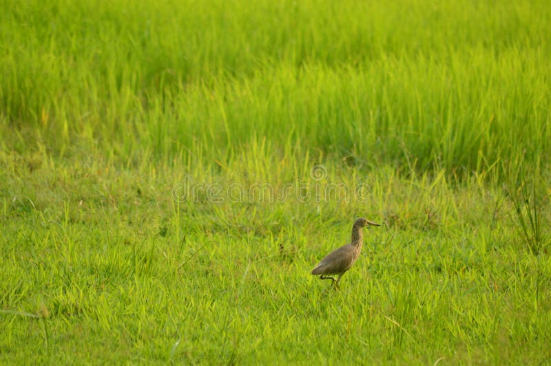 Pond heron or paddy bird stock image. Image of wildlife - 183227333