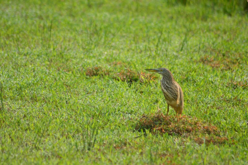 Pond heron or paddy bird stock photo. Image of heron - 182673252