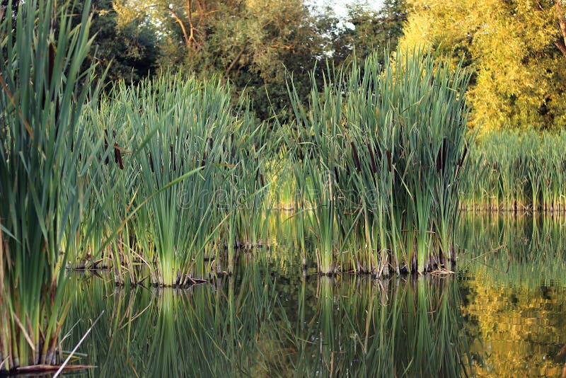 Pond stock photo. Image of flora, beauty, nature, outdoors - 137927036