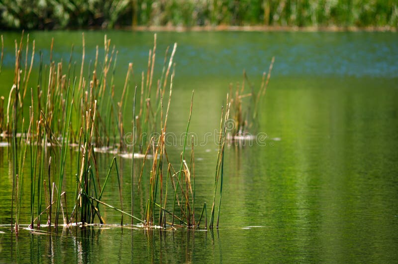 Pond stock photo. Image of scene, relaxing, pond, daytime - 36258888