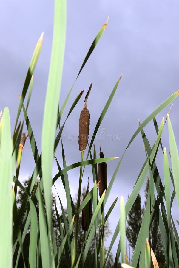 Pond life 1 stock image. Image of grass, brown, garden - 6499381