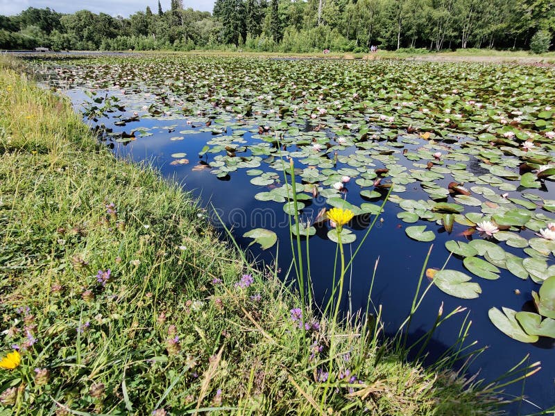 Pond Lilly summer calm stock photo. Image of pond, reflection - 202167380