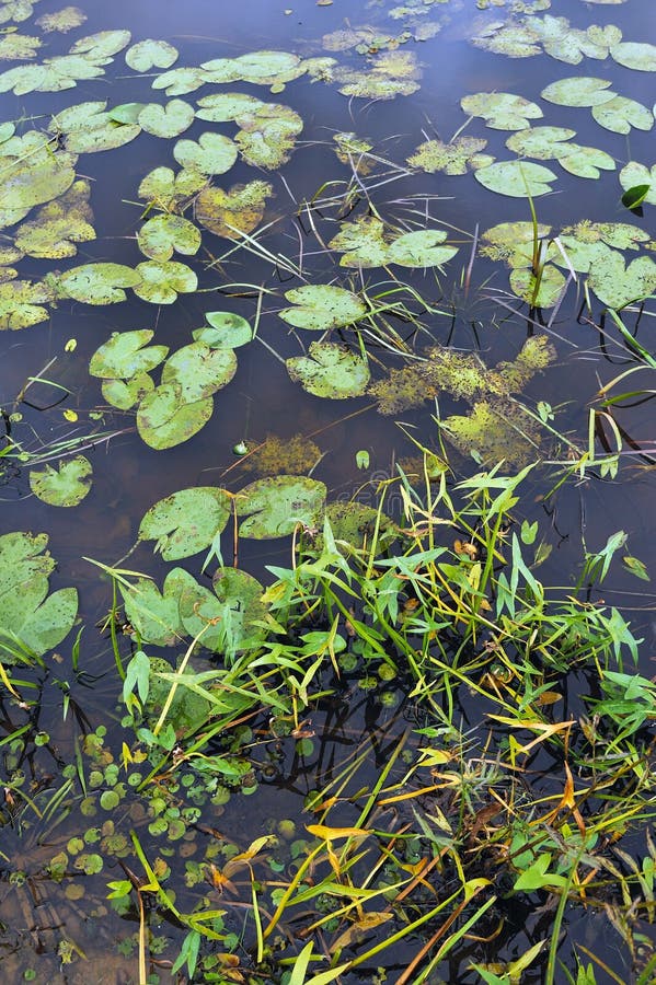 Pond stock image. Image of beautiful, flora, clouds, outdoor - 77409083