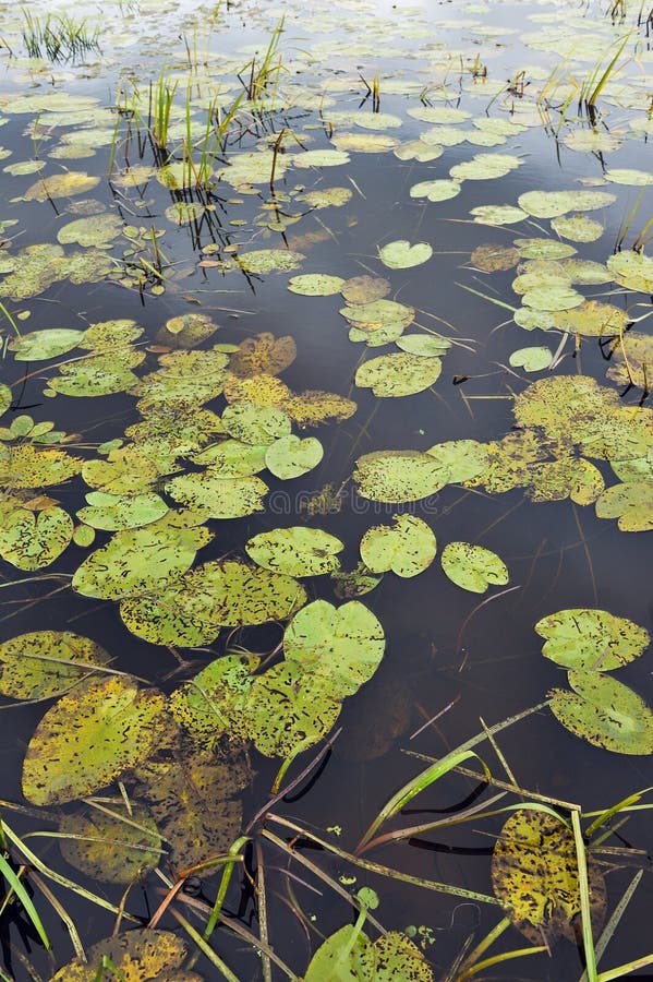 Pond stock photo. Image of color, beautiful, outdoor - 77409224